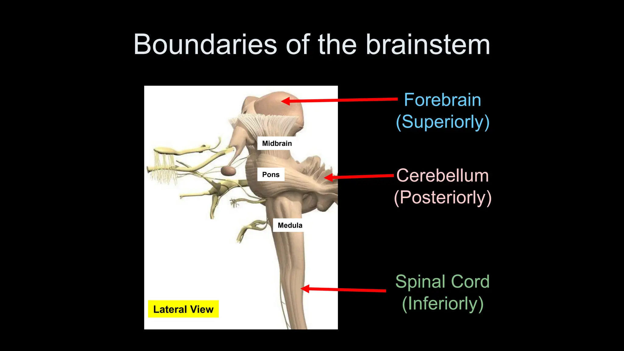 External features of brain stem (Anatomy).pdf