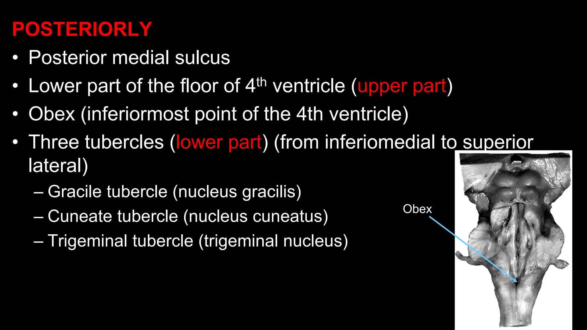 External features of brain stem (Anatomy).pdf