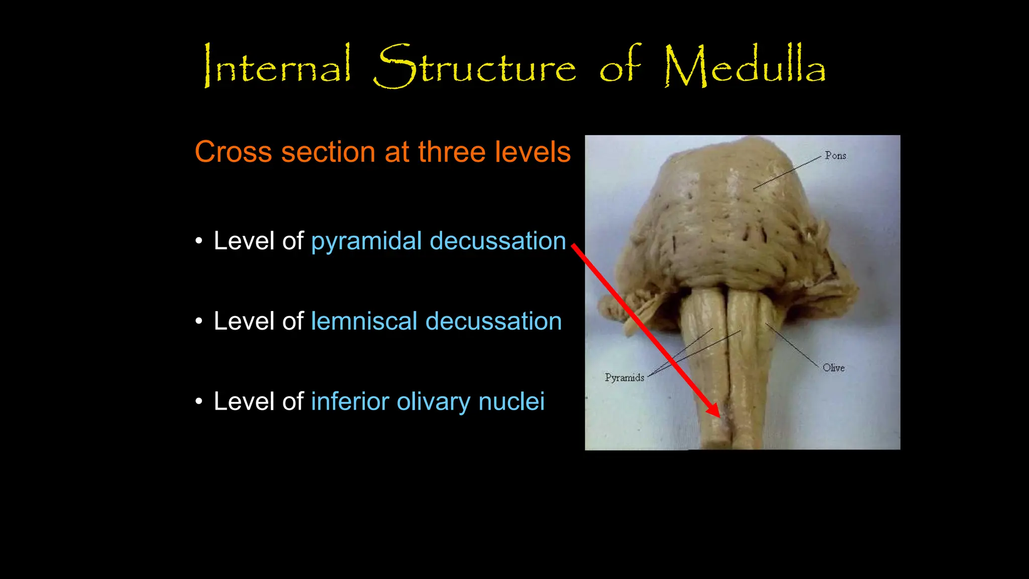 External features of brain stem (Anatomy).pdf