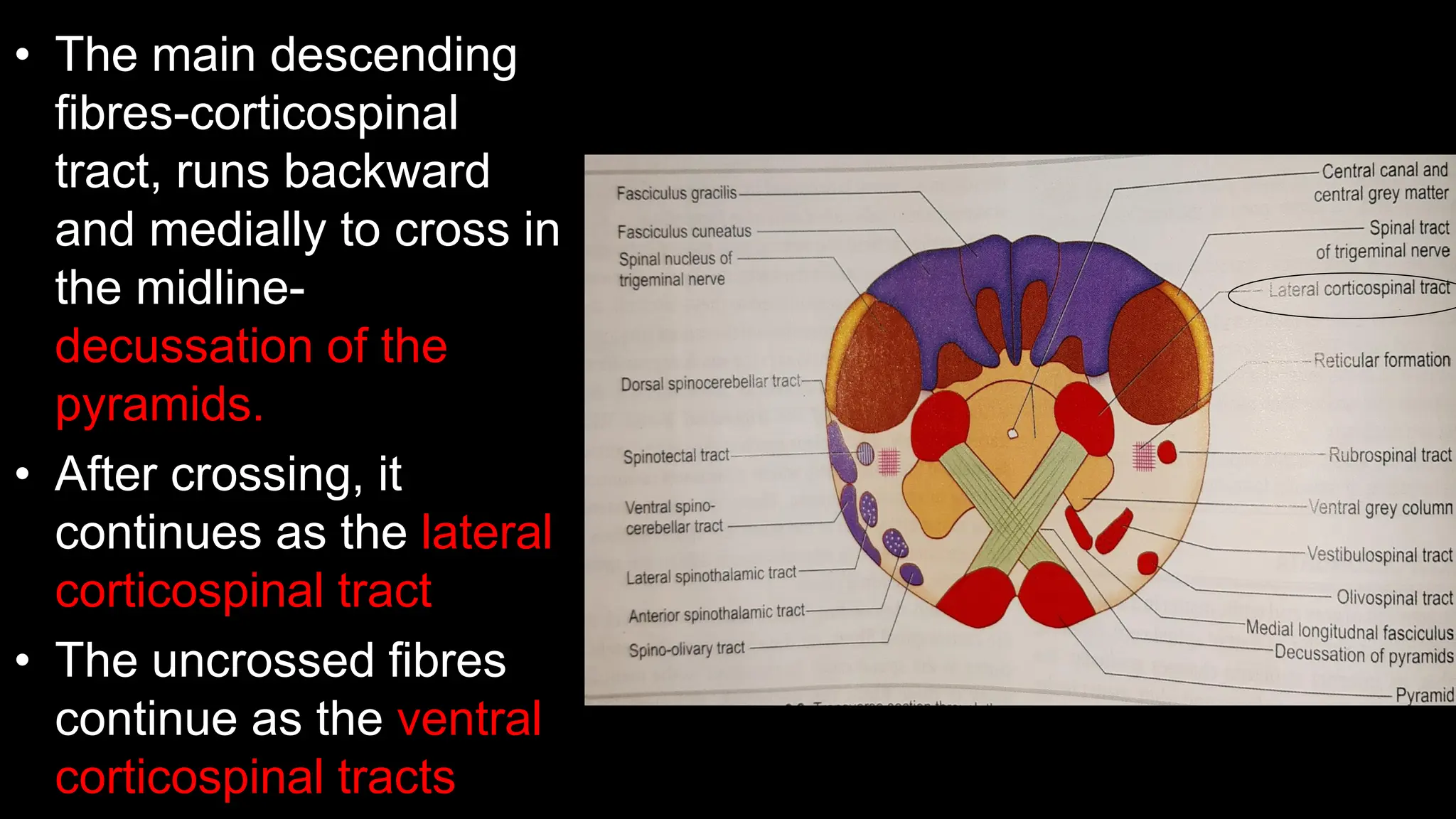 External features of brain stem (Anatomy).pdf