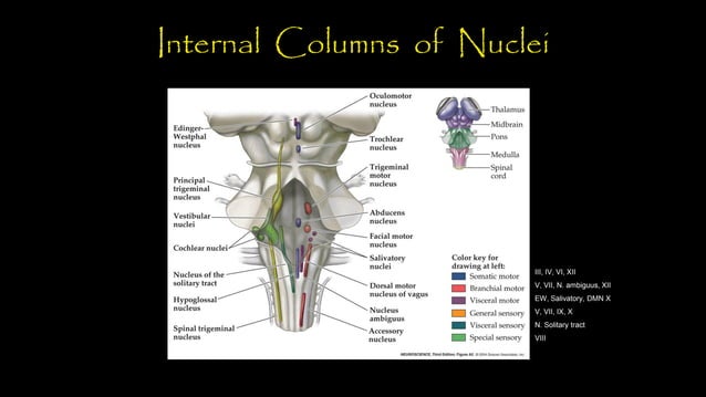 External features of brain stem (Anatomy).pdf