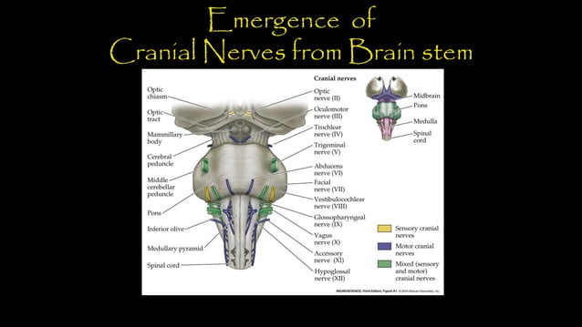 External features of brain stem (Anatomy).pdf