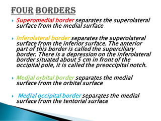 EXTERNAL FEATURES OF CEREBRAL HEMISPHERE.pdf
