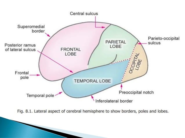 EXTERNAL FEATURES OF CEREBRAL HEMISPHERE.pdf