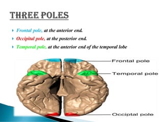 EXTERNAL FEATURES OF CEREBRAL HEMISPHERE.pdf