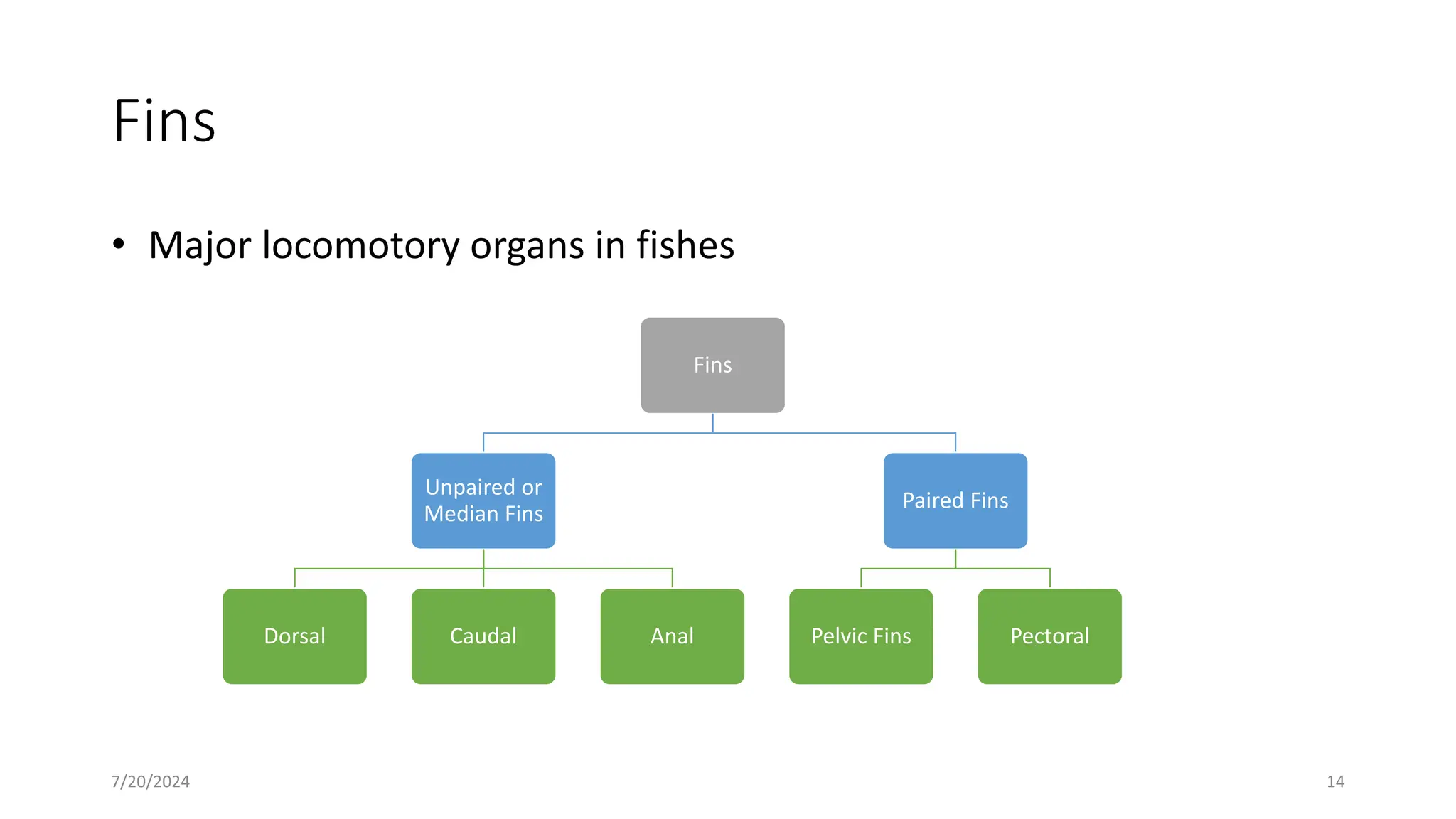 External Organ of Fish ( Anatomy of Fish ) | PPTX