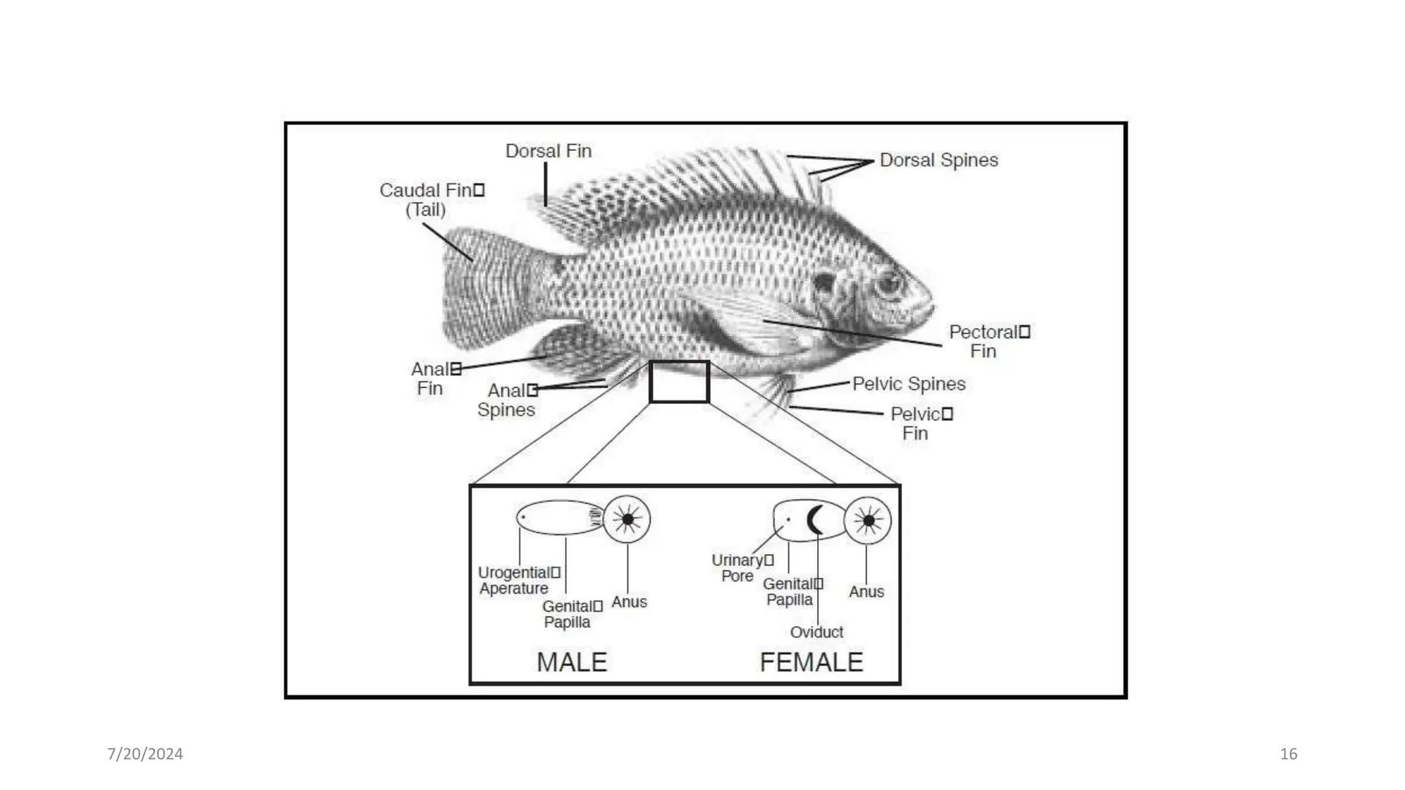 External Organ of Fish ( Anatomy of Fish ) | PPTX