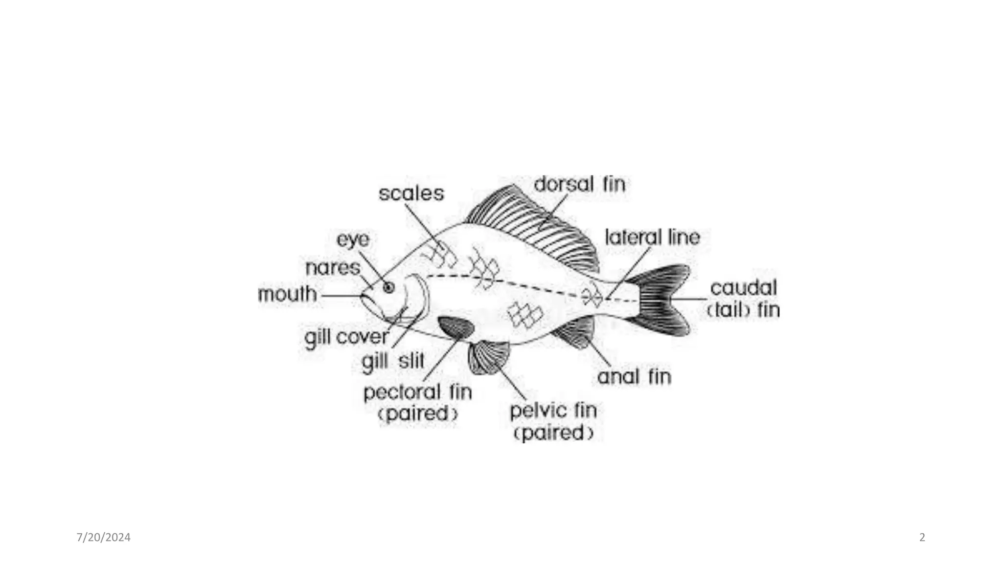 External Organ of Fish ( Anatomy of Fish ) | PPTX