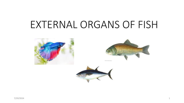 External Organ of Fish ( Anatomy of Fish ) | PPTX
