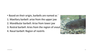 External Organ of Fish ( Anatomy of Fish ) | PPTX