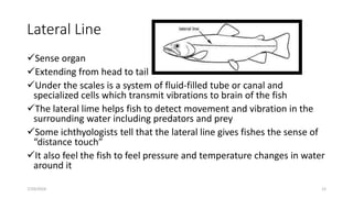 External Organ of Fish ( Anatomy of Fish ) | PPTX
