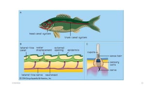 External Organ of Fish ( Anatomy of Fish ) | PPTX