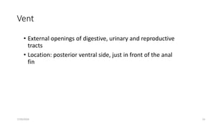 External Organ of Fish ( Anatomy of Fish ) | PPTX