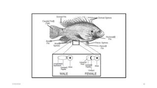 External Organ of Fish ( Anatomy of Fish ) | PPTX