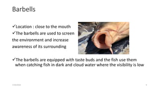 External Organ of Fish ( Anatomy of Fish ) | PPTX