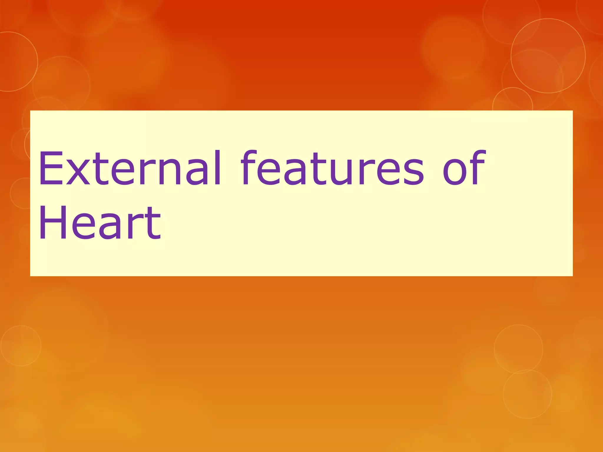 External features of heart | PPT