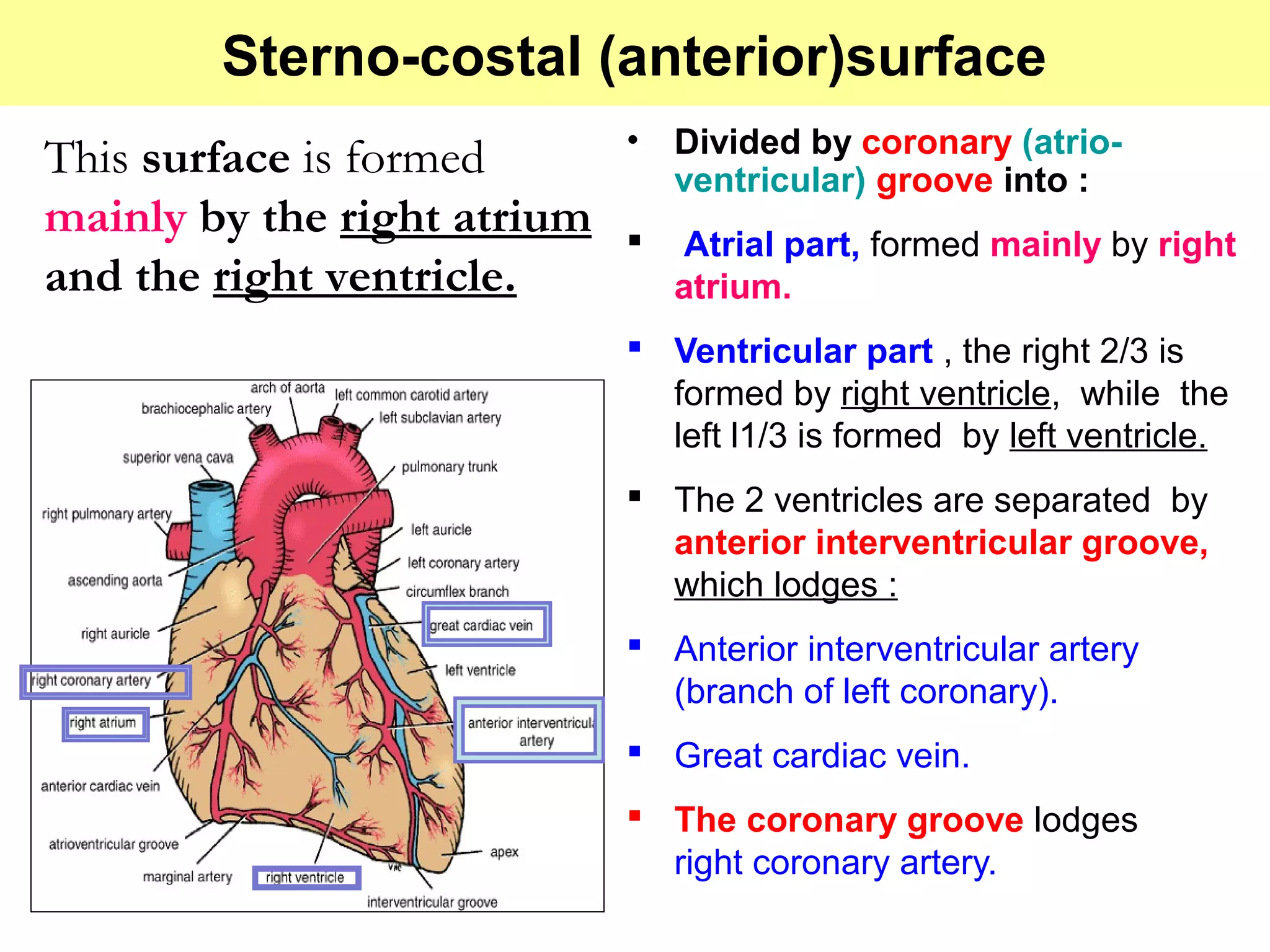 External features of heart | PPT