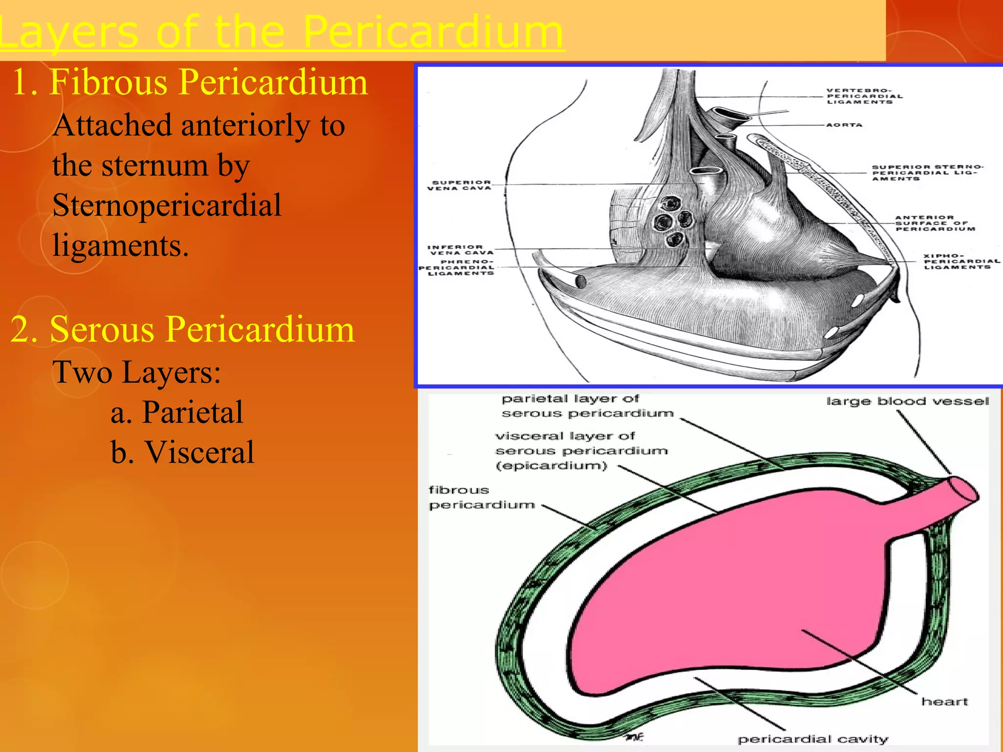 External features of heart | PPT