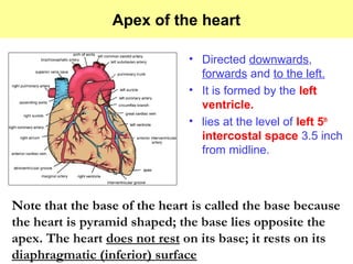 Base Of Heart