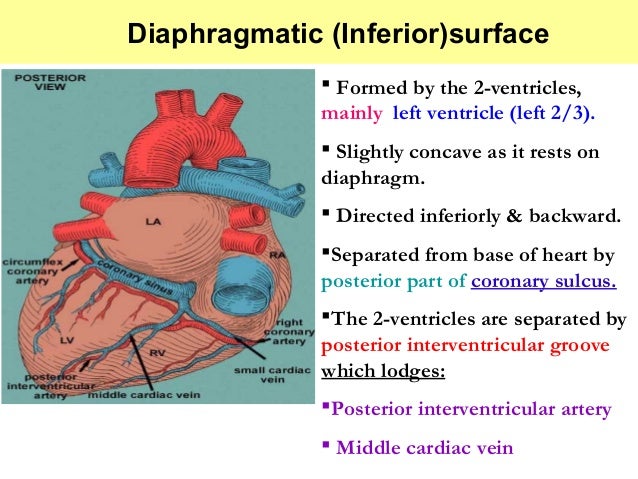 External features of heart