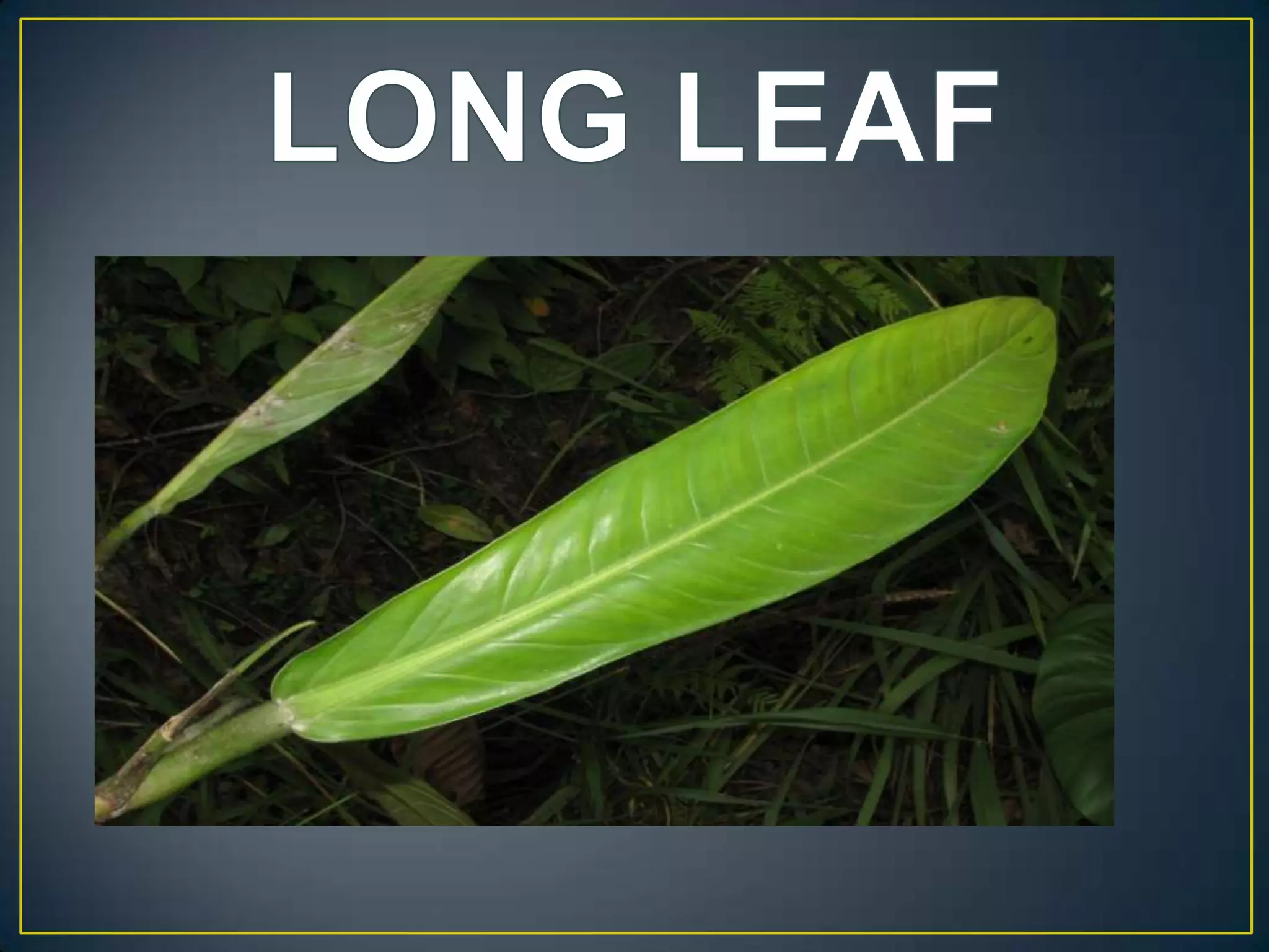 External features of plant | PPTX