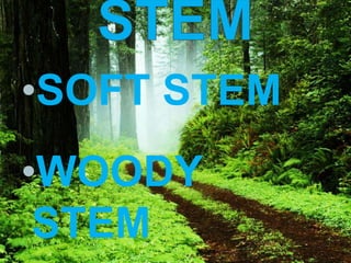 External features of plant | PPT