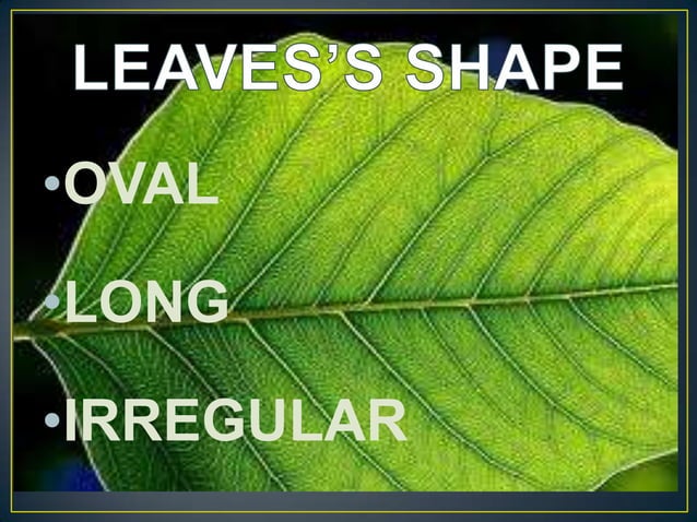 External features of plant | PPTX