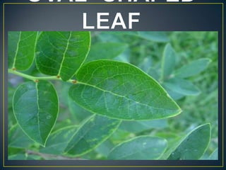 External features of plant | PPTX
