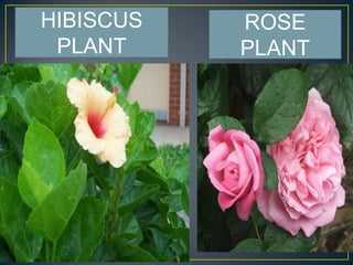 External features of plant | PPTX