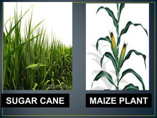 External features of plant | PPTX