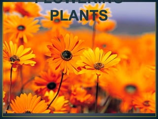 External features of plant | PPT