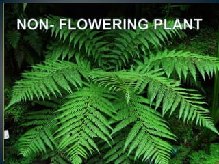 External features of plant | PPTX