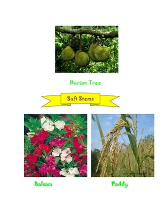 External features of plants | PDF