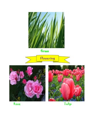 External features of plants | PDF