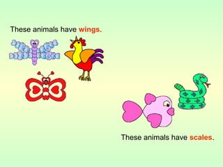 External features of the animals | PPT
