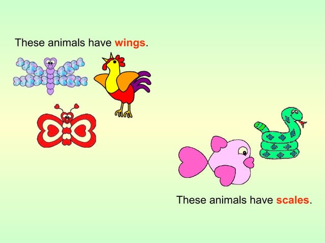 External features of the animals | PPT