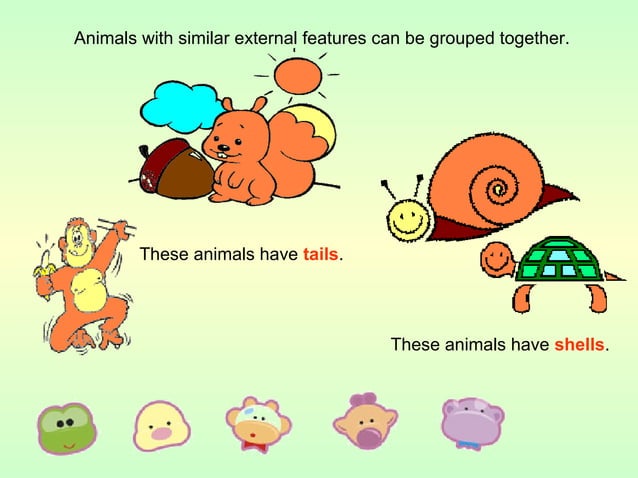 External features of the animals