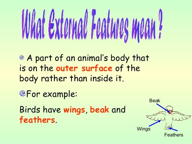 External features of the animals