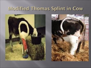 Thomas Splint Dog