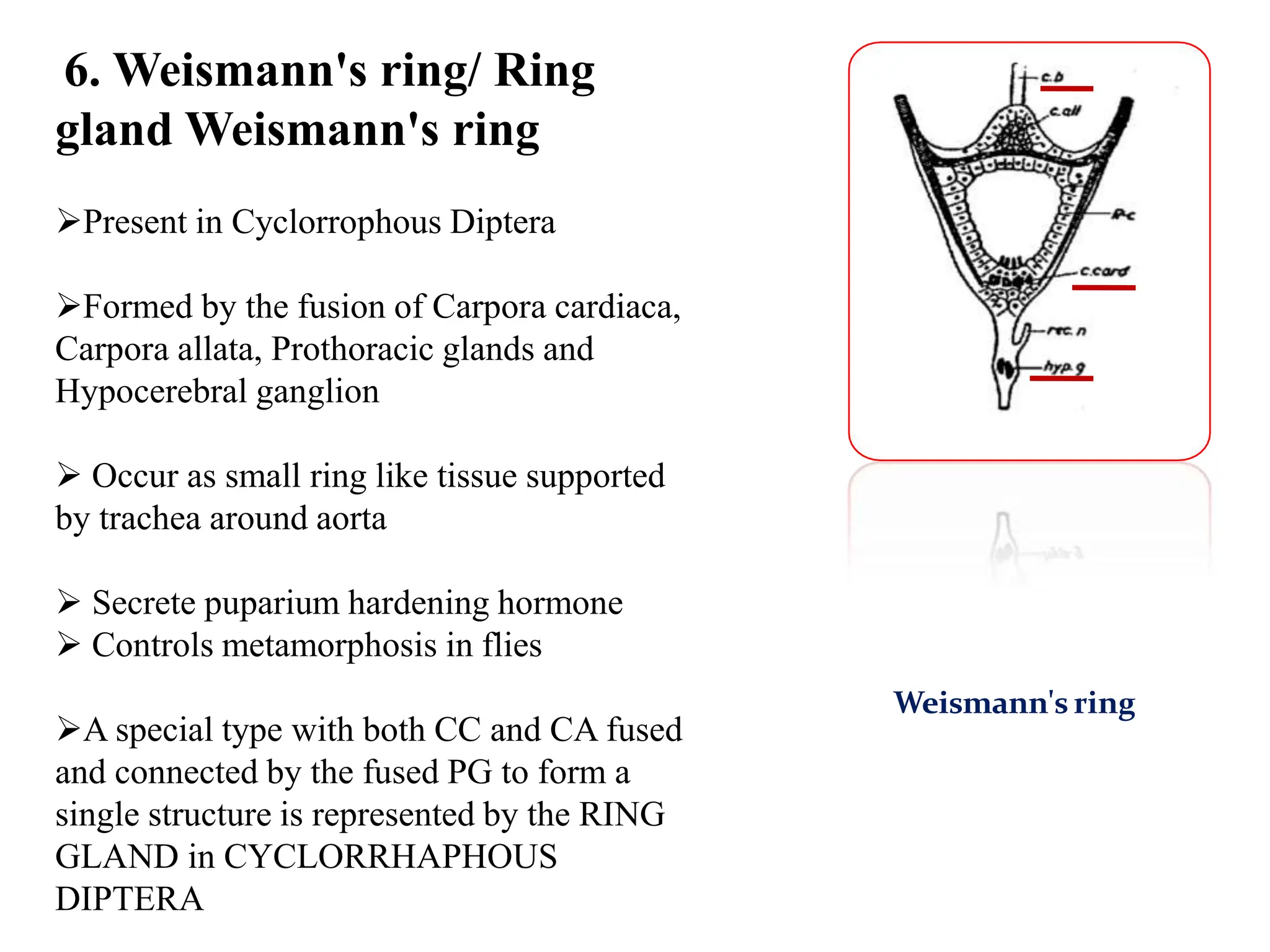 external genetalia and reproductive system, endocrine glands.pptx