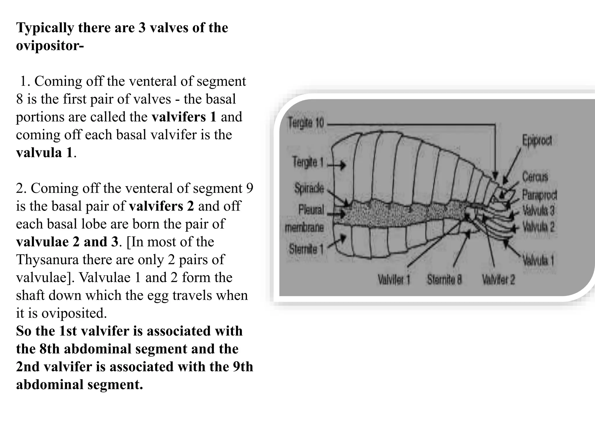 external genetalia and reproductive system, endocrine glands.pptx