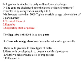 external genetalia and reproductive system, endocrine glands.pptx