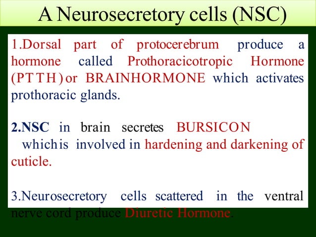 external genetalia and reproductive system, endocrine glands.pptx