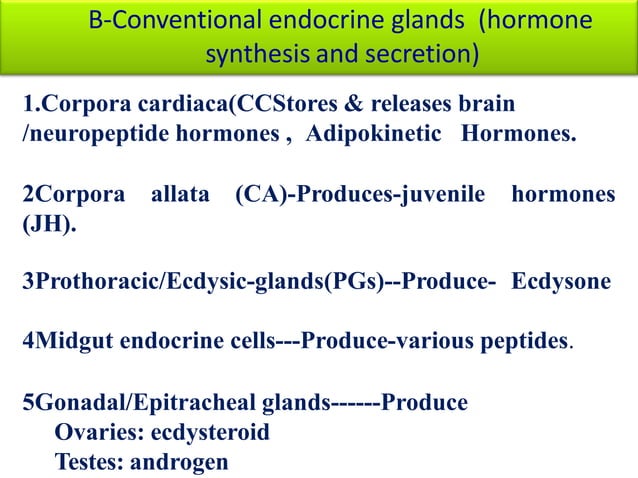 external genetalia and reproductive system, endocrine glands.pptx