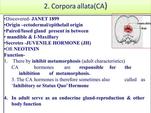 external genetalia and reproductive system, endocrine glands.pptx