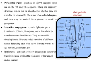 external genetalia and reproductive system, endocrine glands.pptx