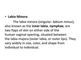 External genitalia -parts | PPTX