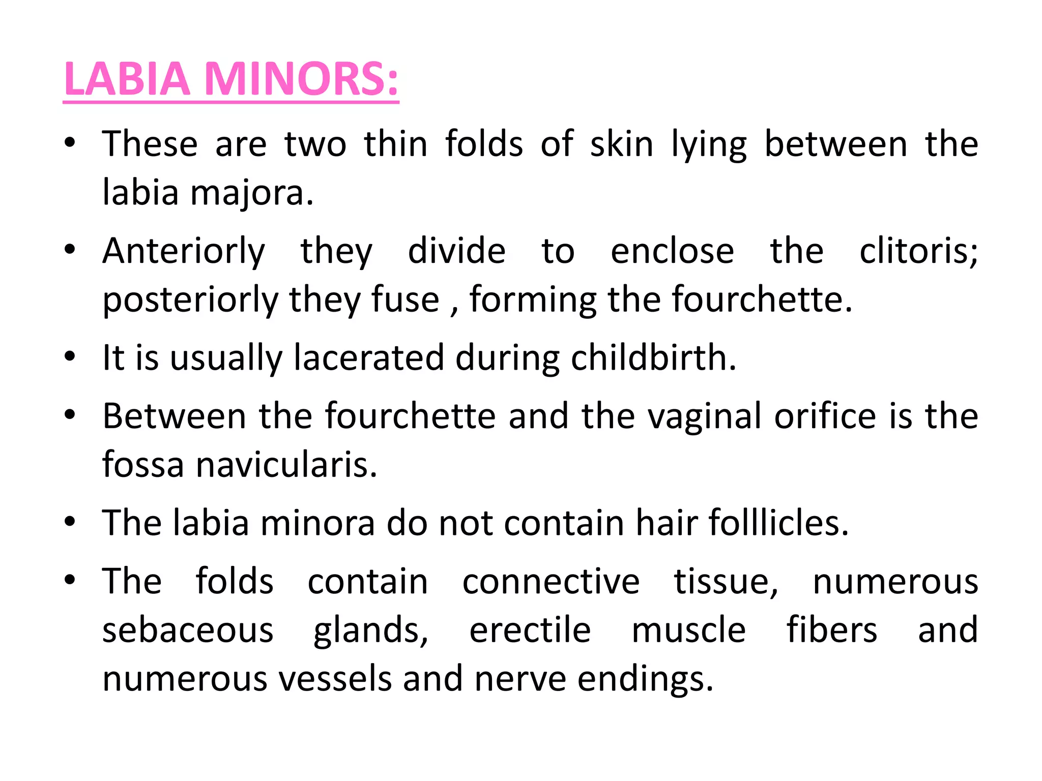 External genitalia | PPTX