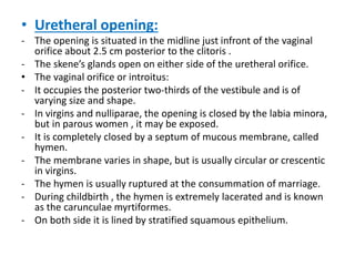 External genitalia | PPTX