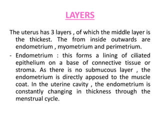 External genitalia | PPTX